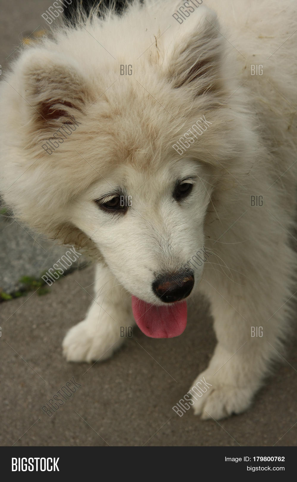 Portrait Cute Samoyed Image & Photo (Free Trial) | Bigstock