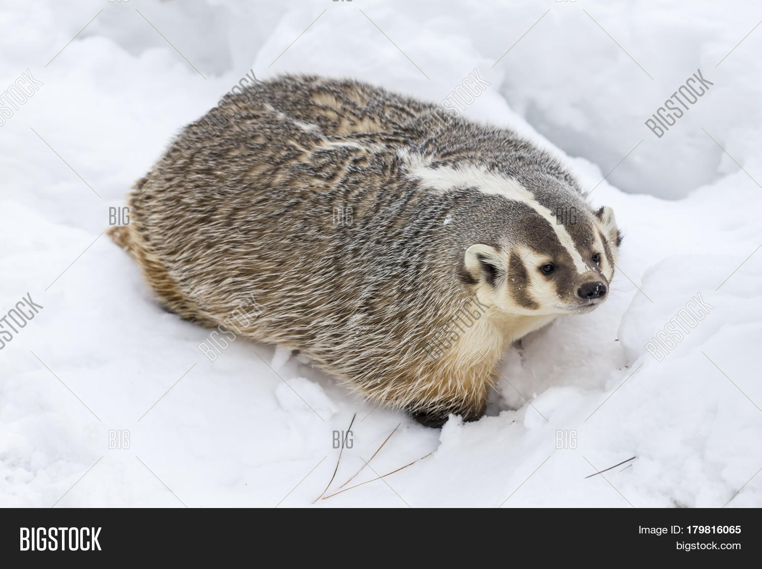 Badger Hunts Prey Image & Photo (Free Trial) | Bigstock