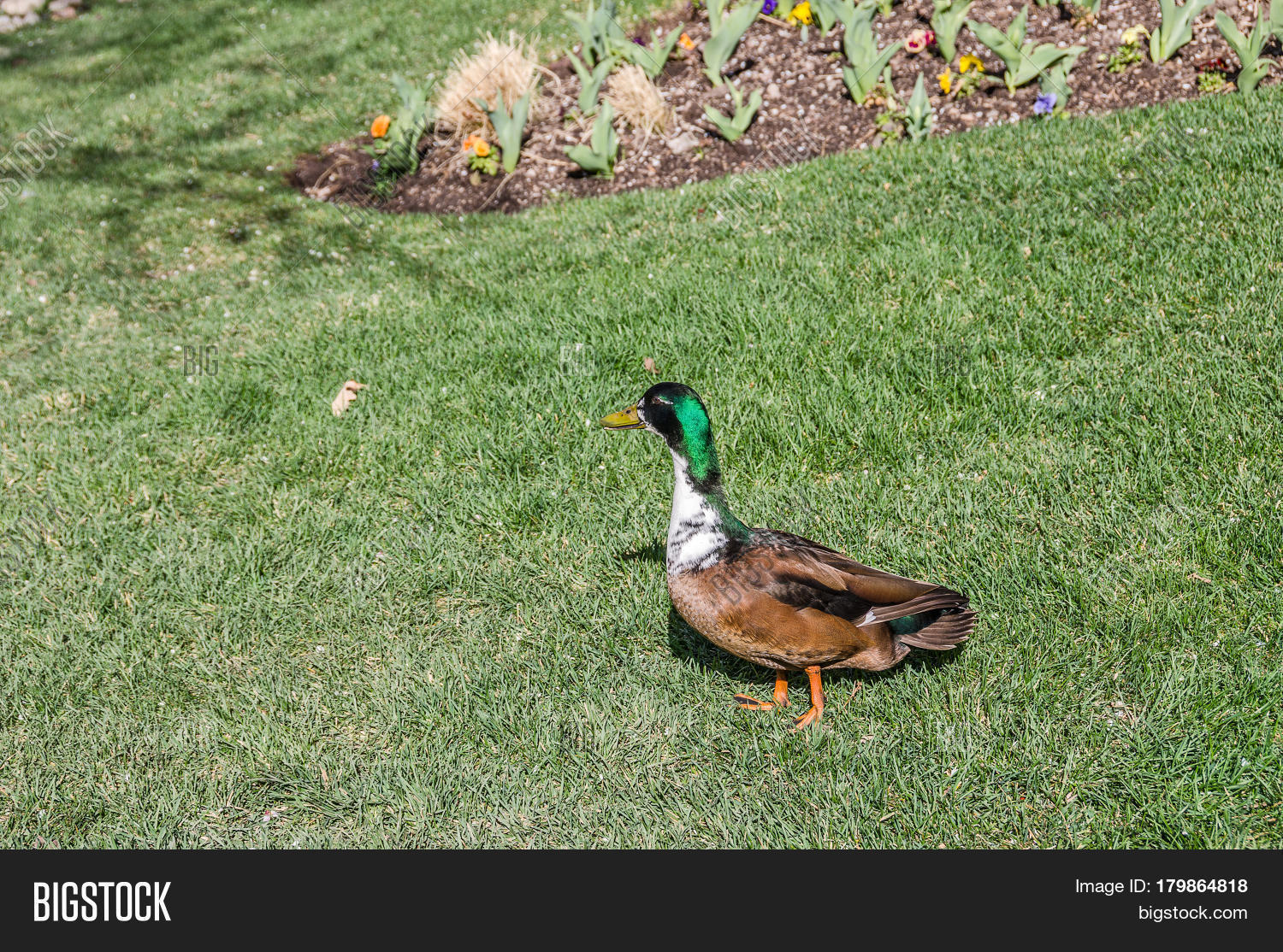 Duclair Duck, Manky Image & Photo (Free Trial) | Bigstock