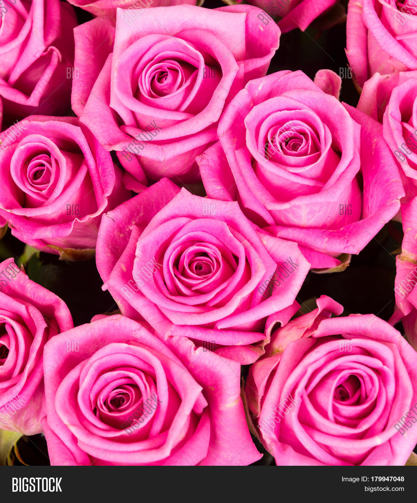 Natural Pink Roses Image & Photo (Free Trial) | Bigstock