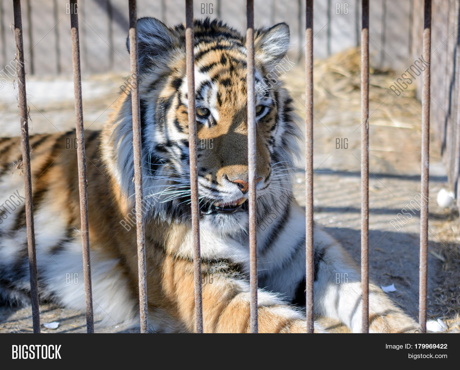 Tiger Trapped Small Image & Photo (Free Trial) | Bigstock