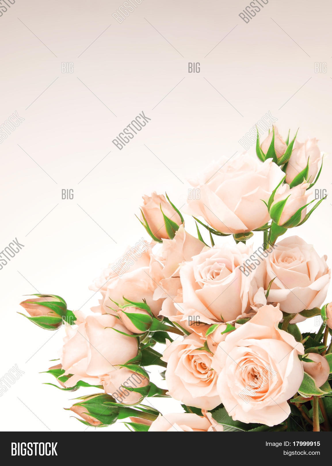 Fresh Roses Border Image & Photo (Free Trial) | Bigstock