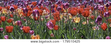 Wide Panoramic View Image & Photo (Free Trial) | Bigstock