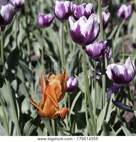 Squared View Vibrant Image & Photo (Free Trial) | Bigstock