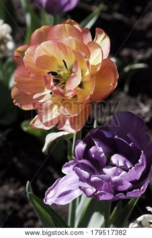 Vertical Close Vibrant Image & Photo (Free Trial) | Bigstock