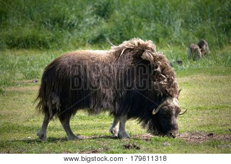 Grazing Musk Ox Image & Photo (Free Trial) | Bigstock