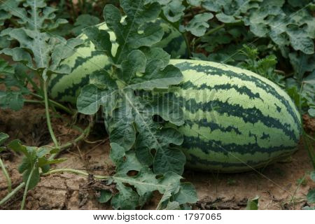 Watermelon Patch Image & Photo (Free Trial) | Bigstock