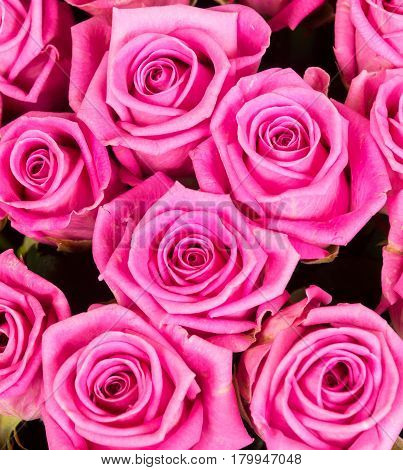 Natural Pink Roses Image & Photo (Free Trial) | Bigstock