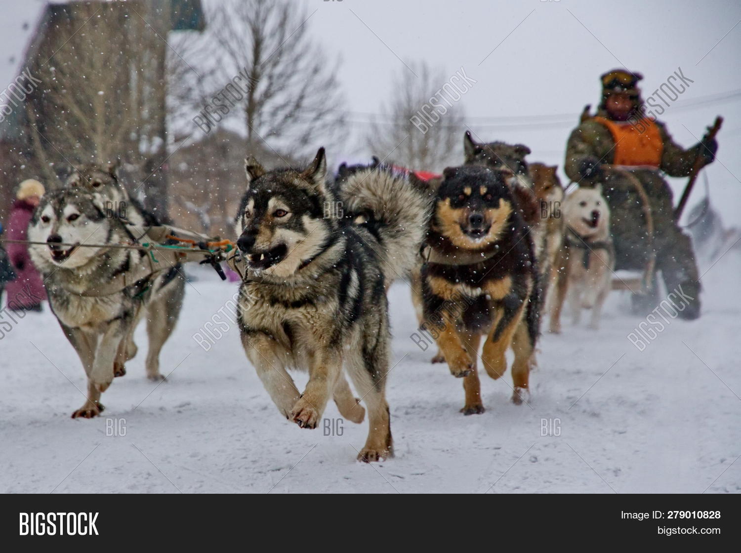 Dog Sled. Alaskan Image & Photo (Free Trial) | Bigstock