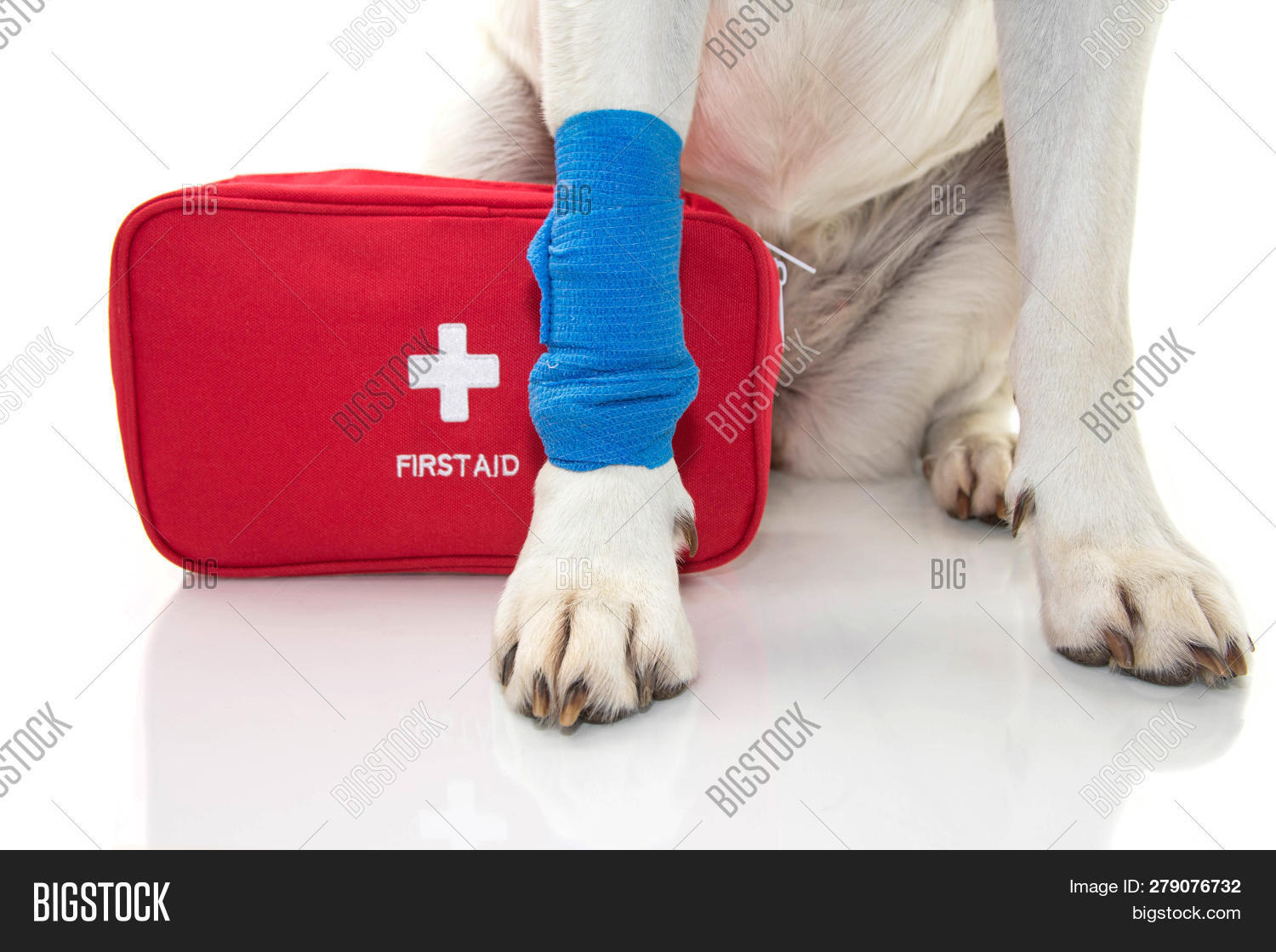 Injured Dog. Close Paw Image & Photo (Free Trial) | Bigstock