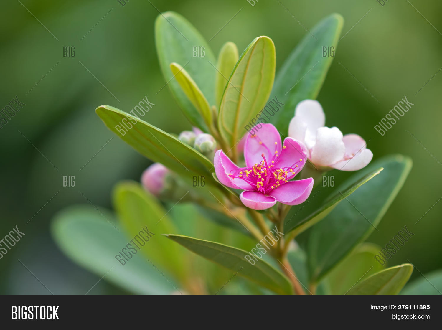 Pink Flowers Rose Image & Photo (Free Trial) | Bigstock