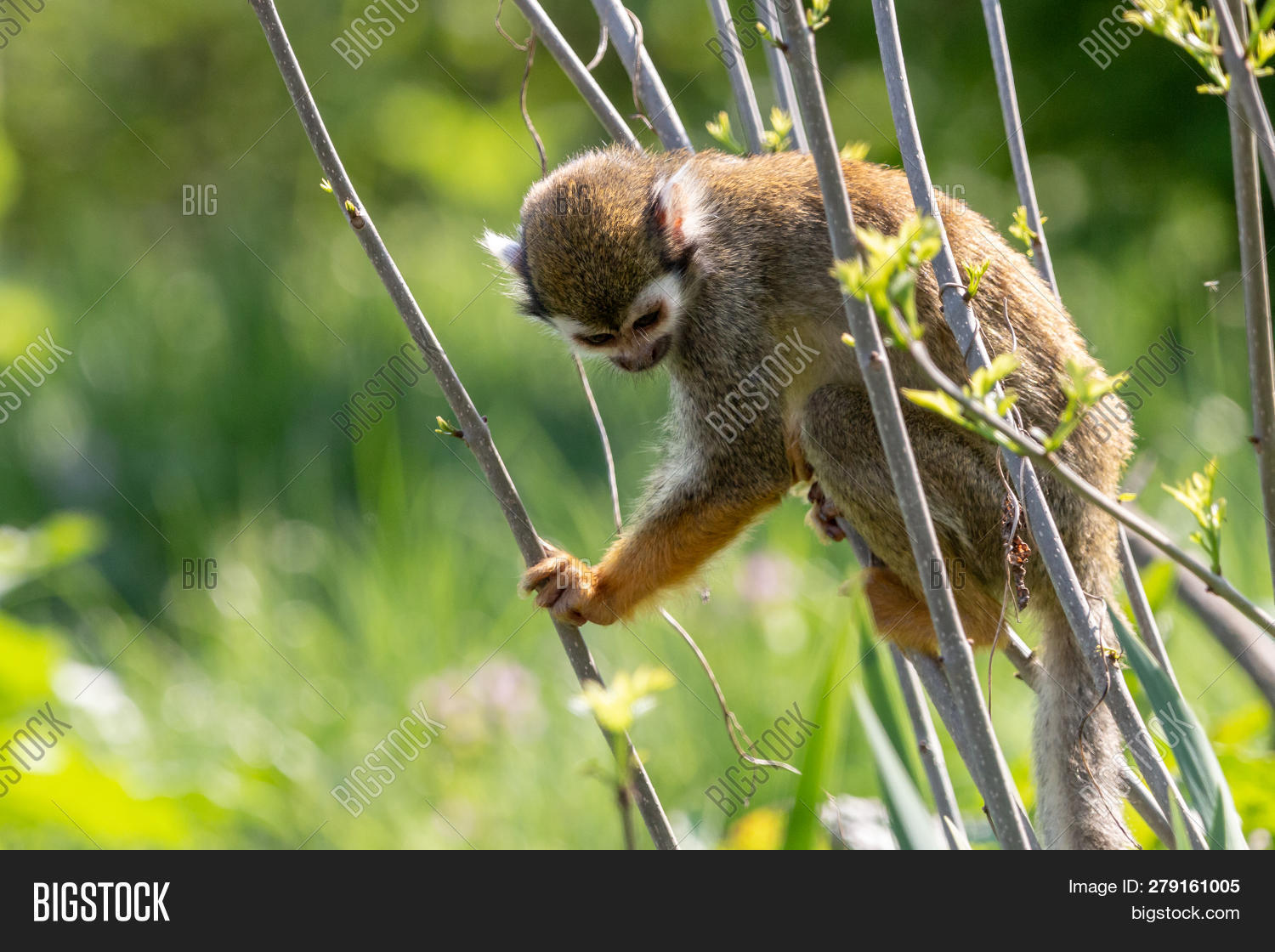 Thin Monkey
