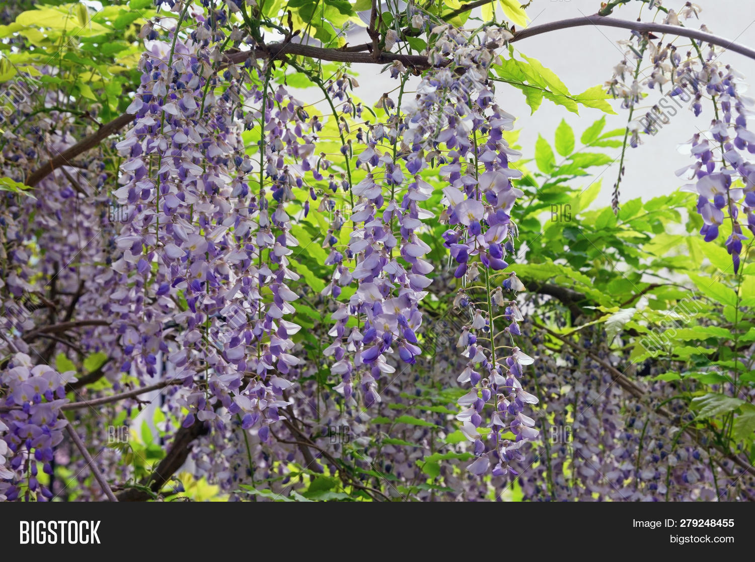 Spring Flowers. Image & Photo (Free Trial) | Bigstock