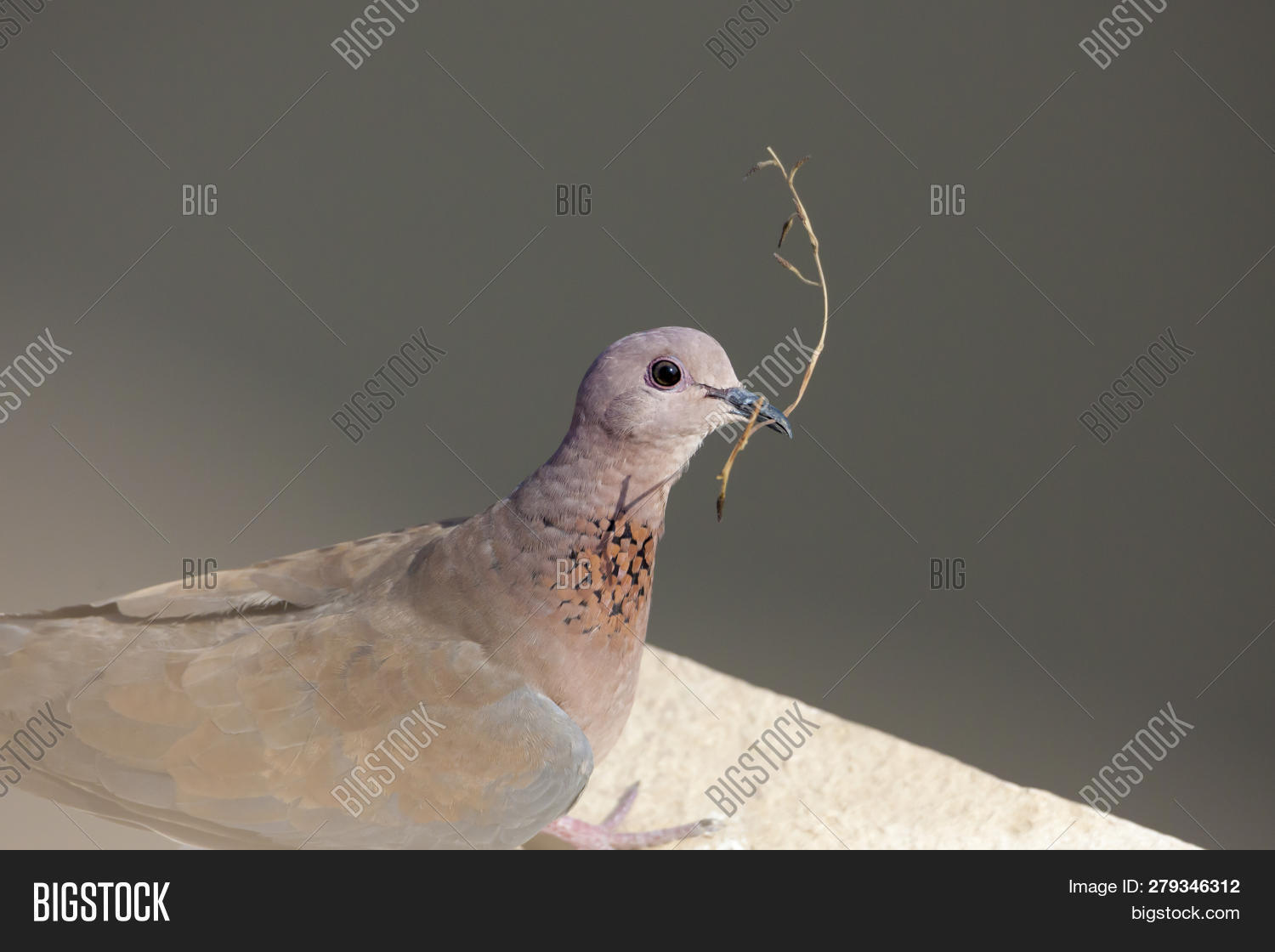 Mourning Dove Perched Image & Photo (Free Trial) | Bigstock
