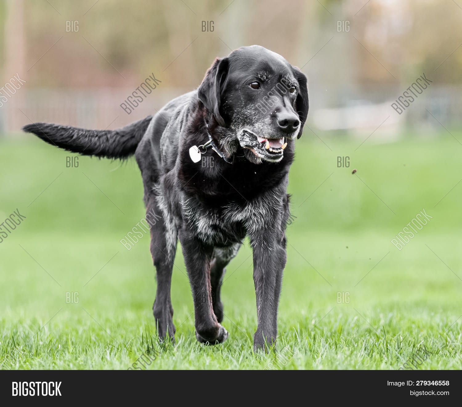 Very Old Black Image & Photo (Free Trial) | Bigstock