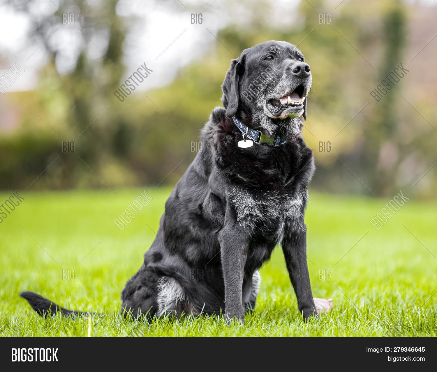 Very Old Black Image & Photo (Free Trial) | Bigstock