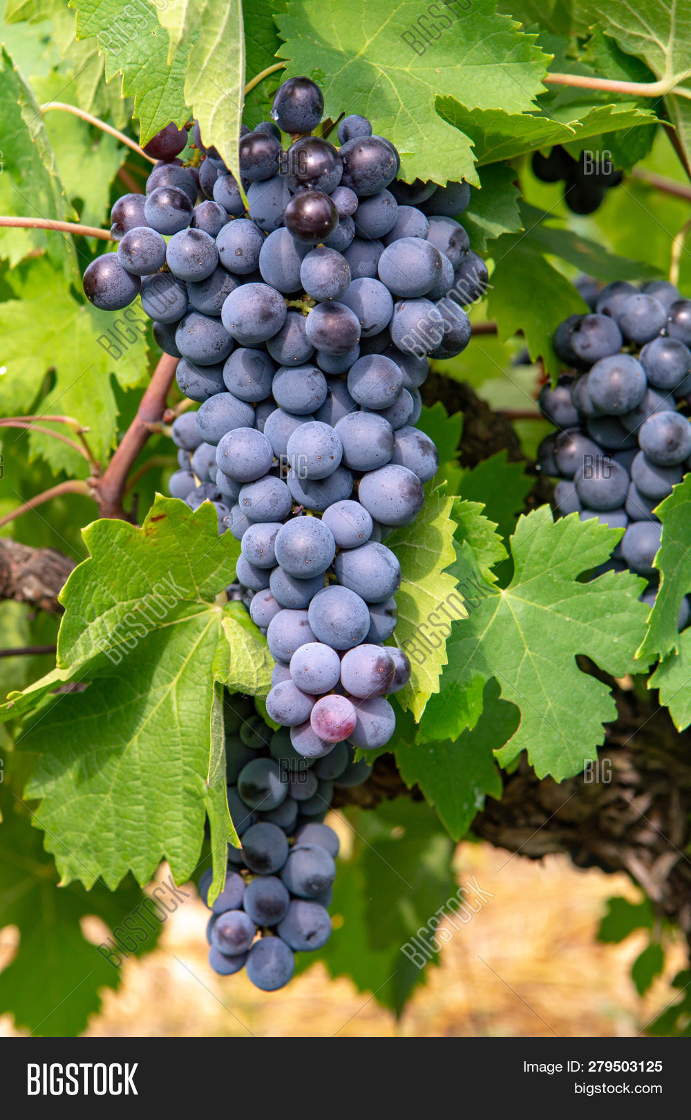 French Red Rose Wine Image & Photo (Free Trial) | Bigstock