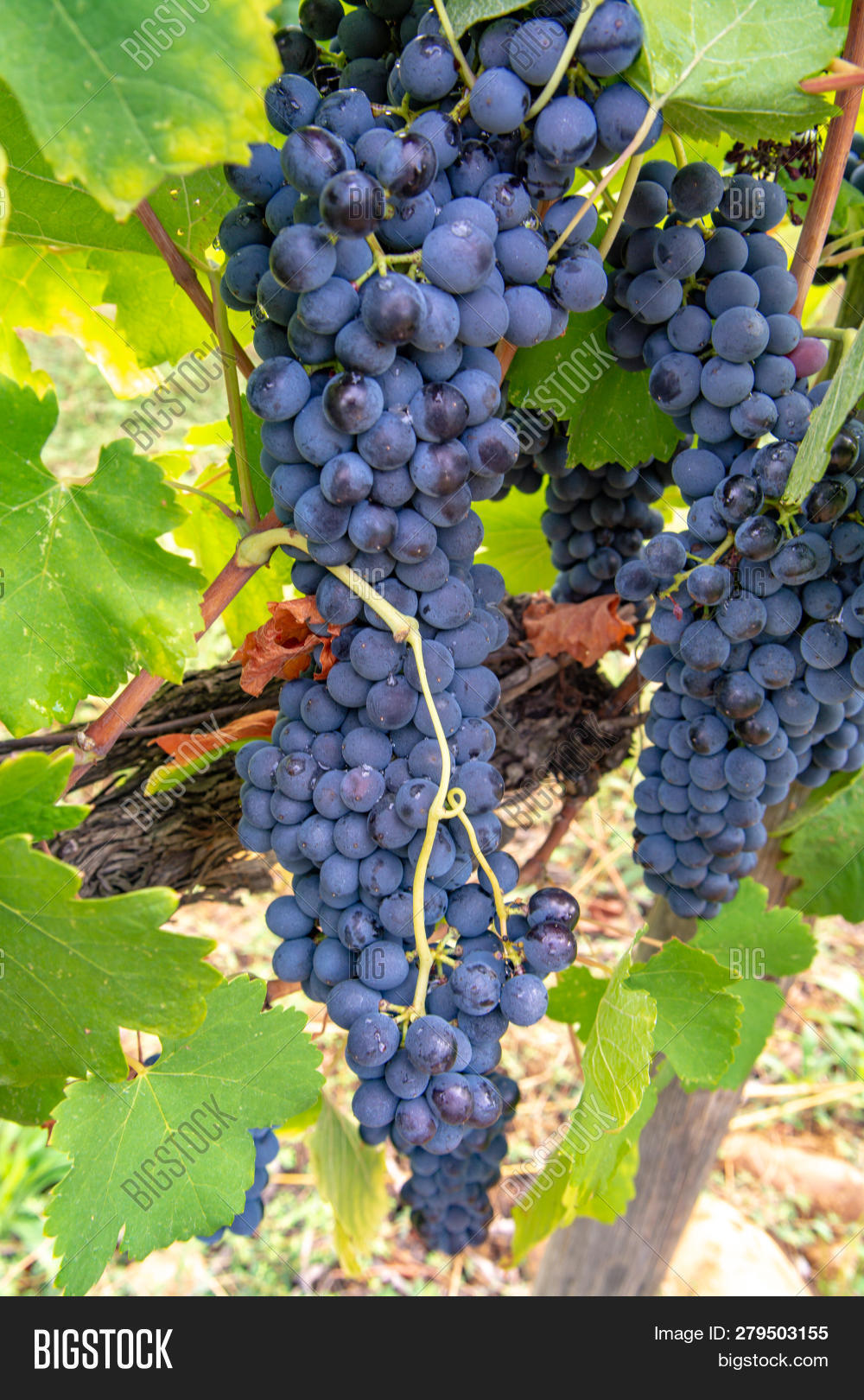 French Red Rose Wine Image & Photo (Free Trial) | Bigstock