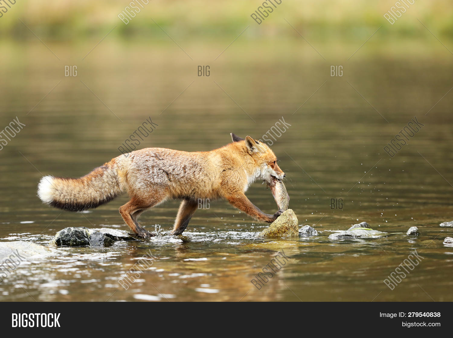 Male Red Fox Fish Image & Photo (Free Trial) | Bigstock