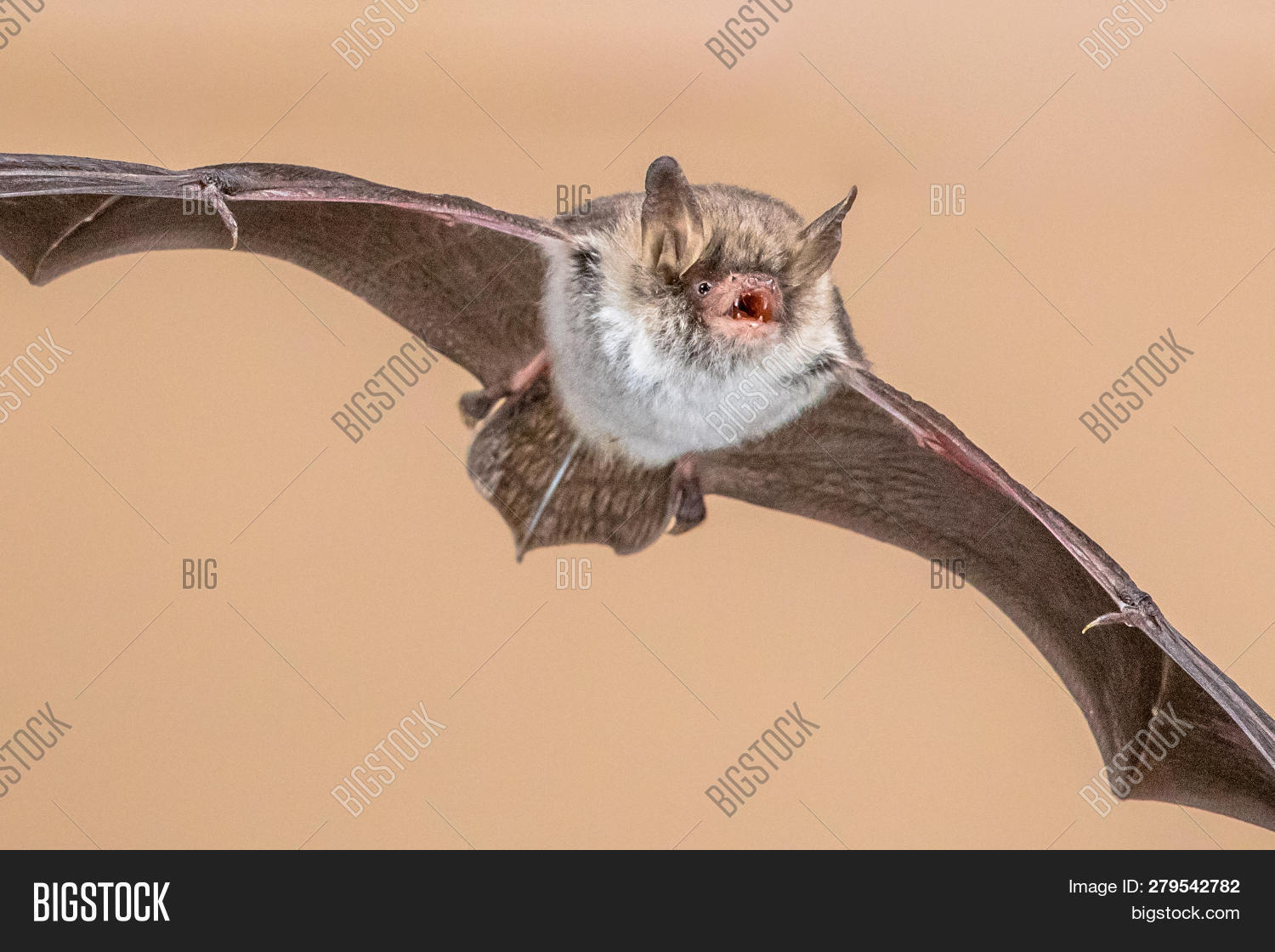 Flying Natterers Bat Image & Photo (Free Trial) | Bigstock