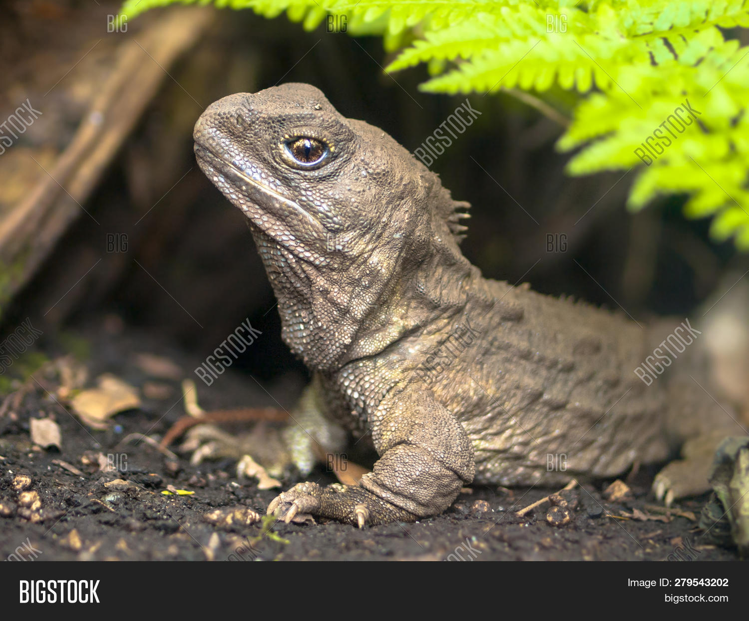 Tuatara, Living Fossil Image & Photo (Free Trial) | Bigstock