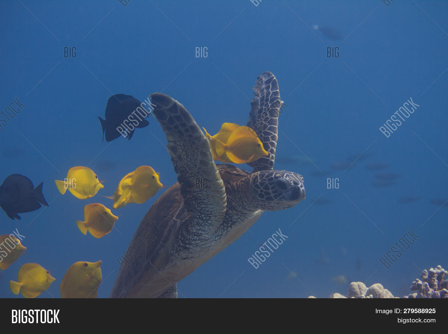 Green Sea Turtle Being Image & Photo (Free Trial) | Bigstock