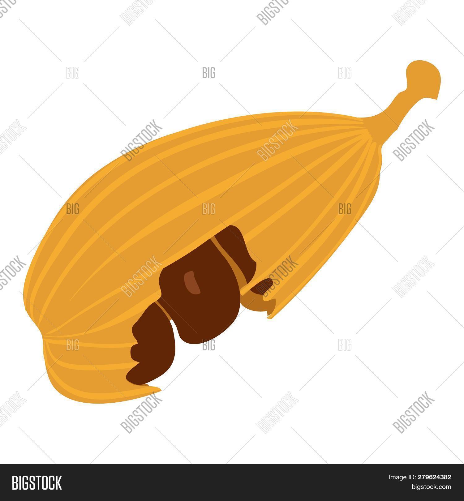 Cardamom Icon. Cartoon Image & Photo (Free Trial) | Bigstock