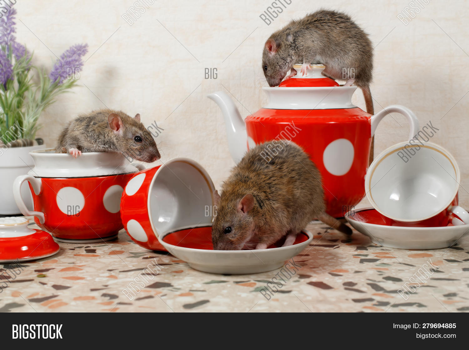 Close- Three Rats ( Image & Photo (Free Trial) | Bigstock