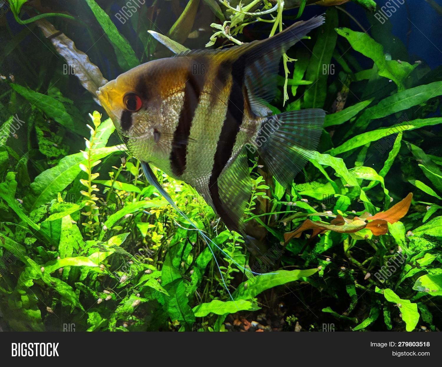 Angel Fish Goldish Image & Photo (Free Trial) | Bigstock