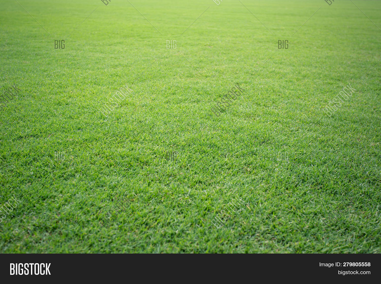 Green Grass Soccer Image & Photo (Free Trial) | Bigstock