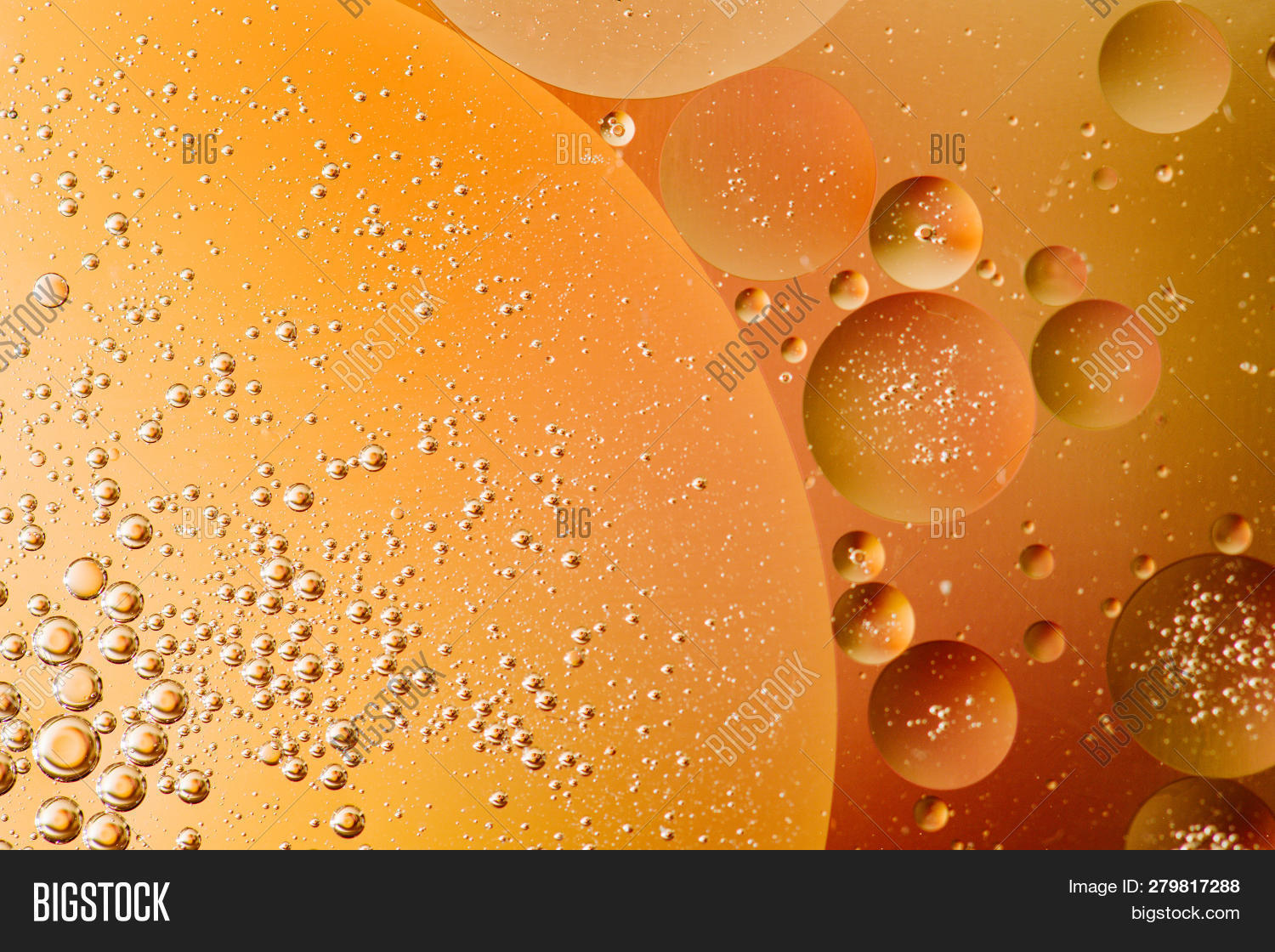 Macro Shot Backlit Image & Photo (Free Trial) | Bigstock