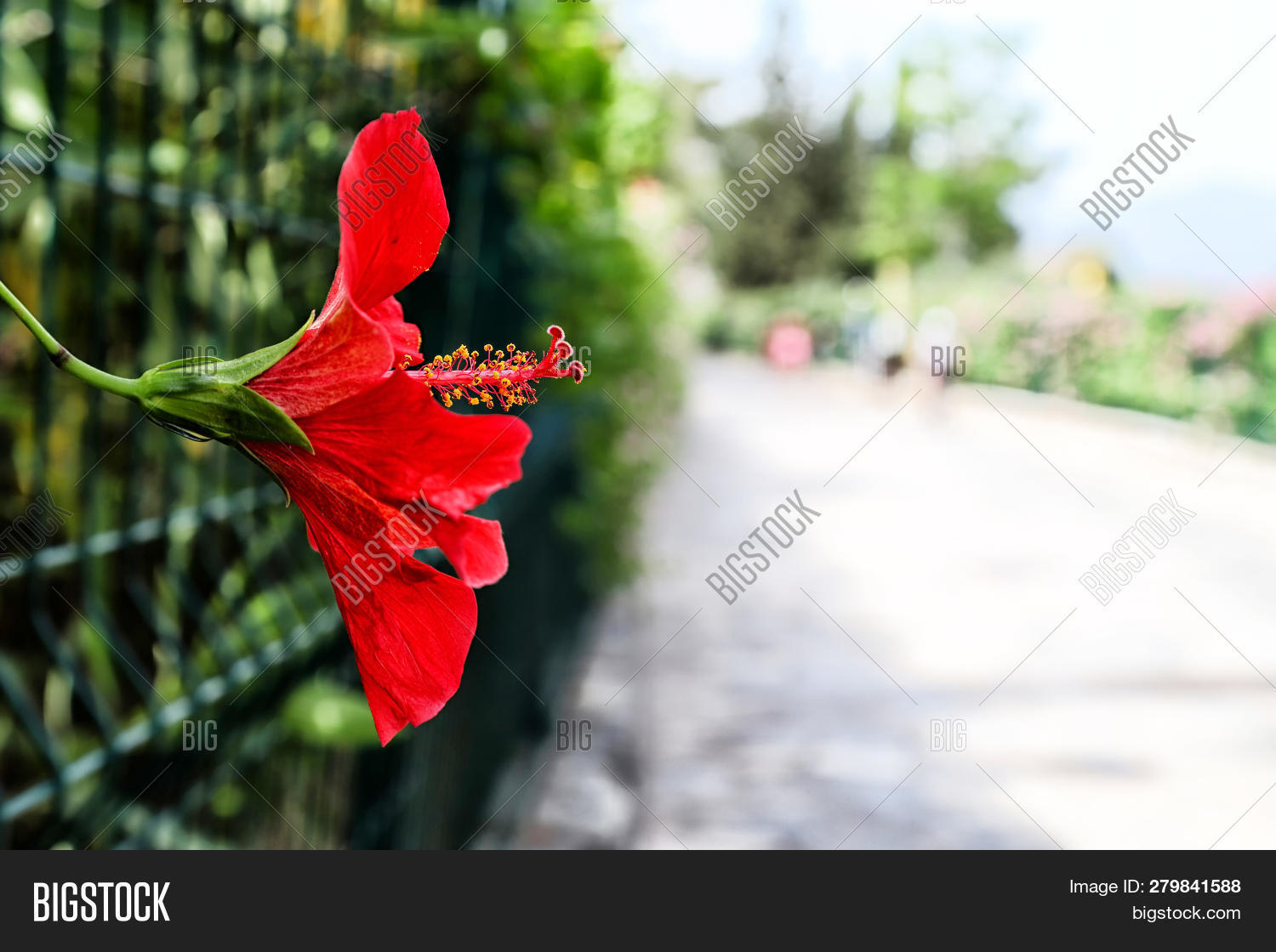 Flower Near Walking Image & Photo (Free Trial) | Bigstock