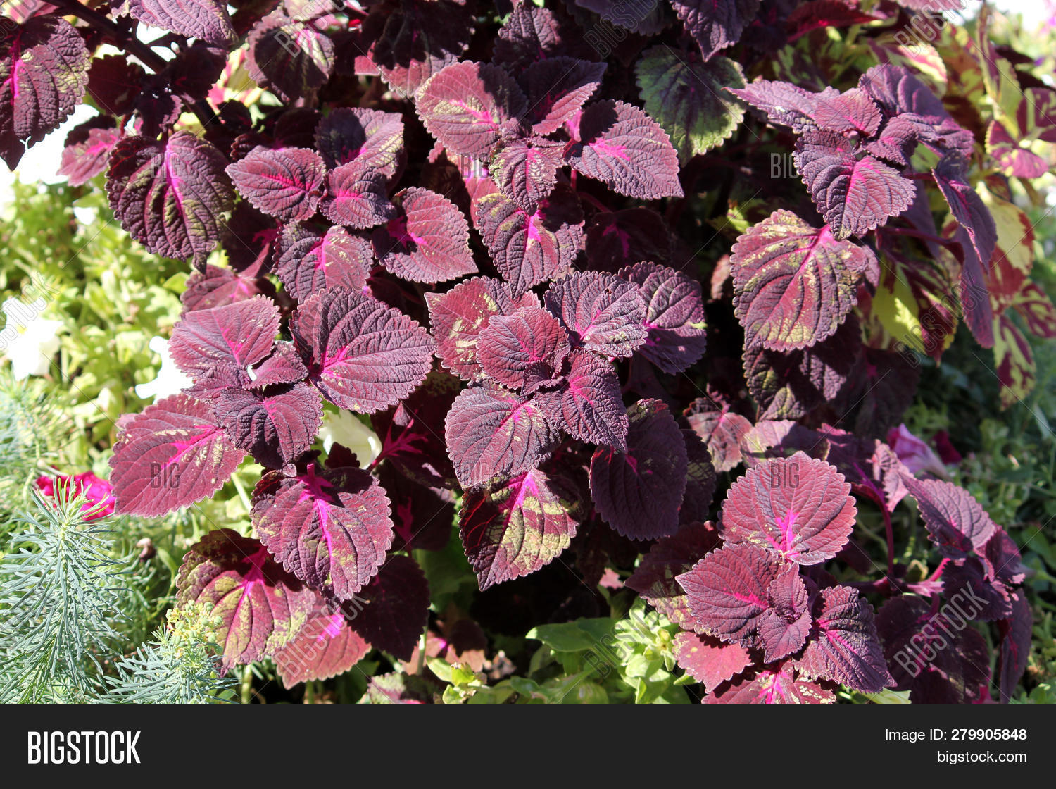 Coleus Blumei Painted Image & Photo (Free Trial) | Bigstock