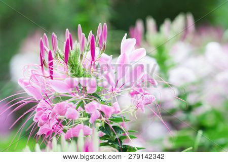 Beautiful Cleome Image & Photo (Free Trial) | Bigstock
