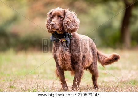 Brown Cocker Spaniel Image & Photo (Free Trial) | Bigstock