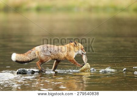 Male Red Fox Fish Image & Photo (Free Trial) | Bigstock