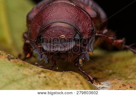 Adorable Brown Scarab Image & Photo (Free Trial) | Bigstock