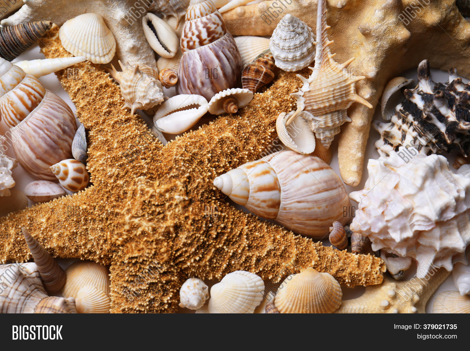 Different Seashells Image & Photo (Free Trial) | Bigstock