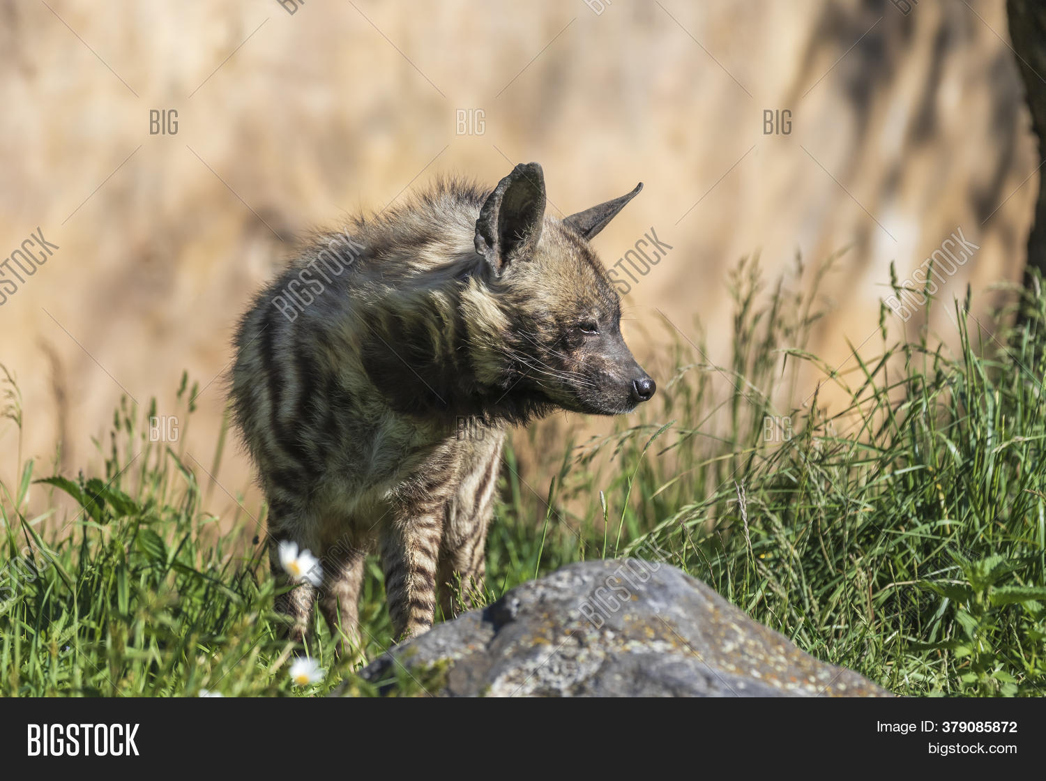 Brindle Hyena - Hyaena Image & Photo (Free Trial) | Bigstock