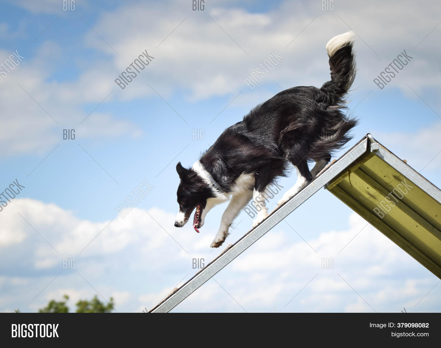 Crazy Border Collie Image & Photo (Free Trial) | Bigstock