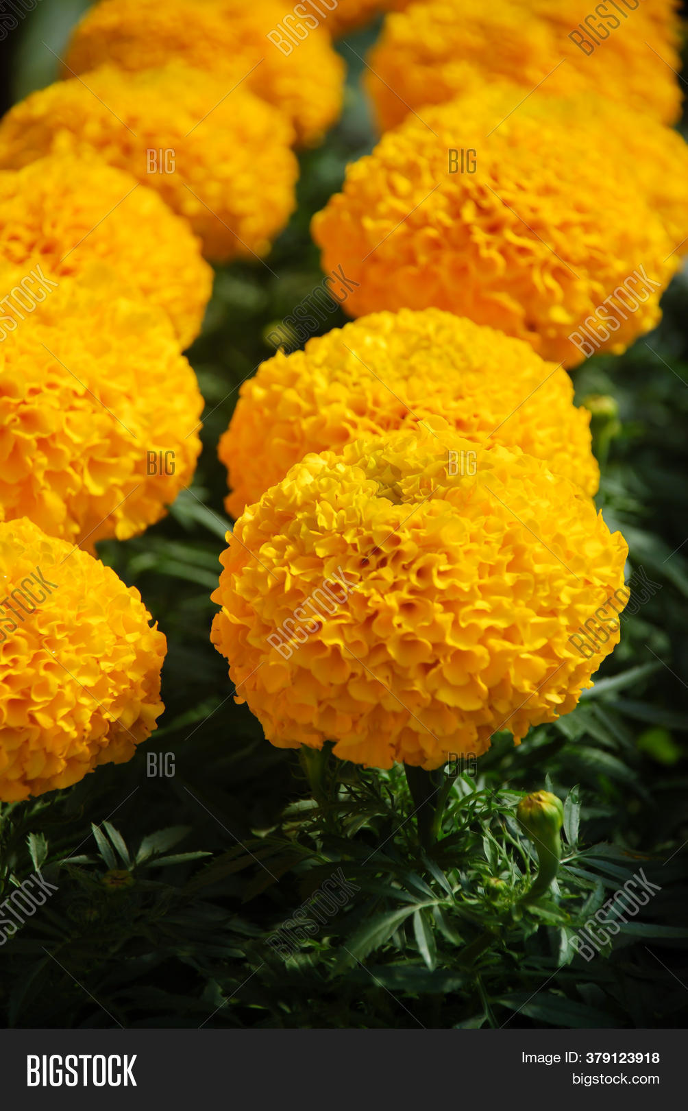 Marigolds Gold Color ( Image & Photo (Free Trial) | Bigstock