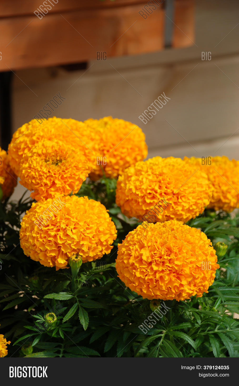Marigolds Orange Color Image & Photo (Free Trial) | Bigstock