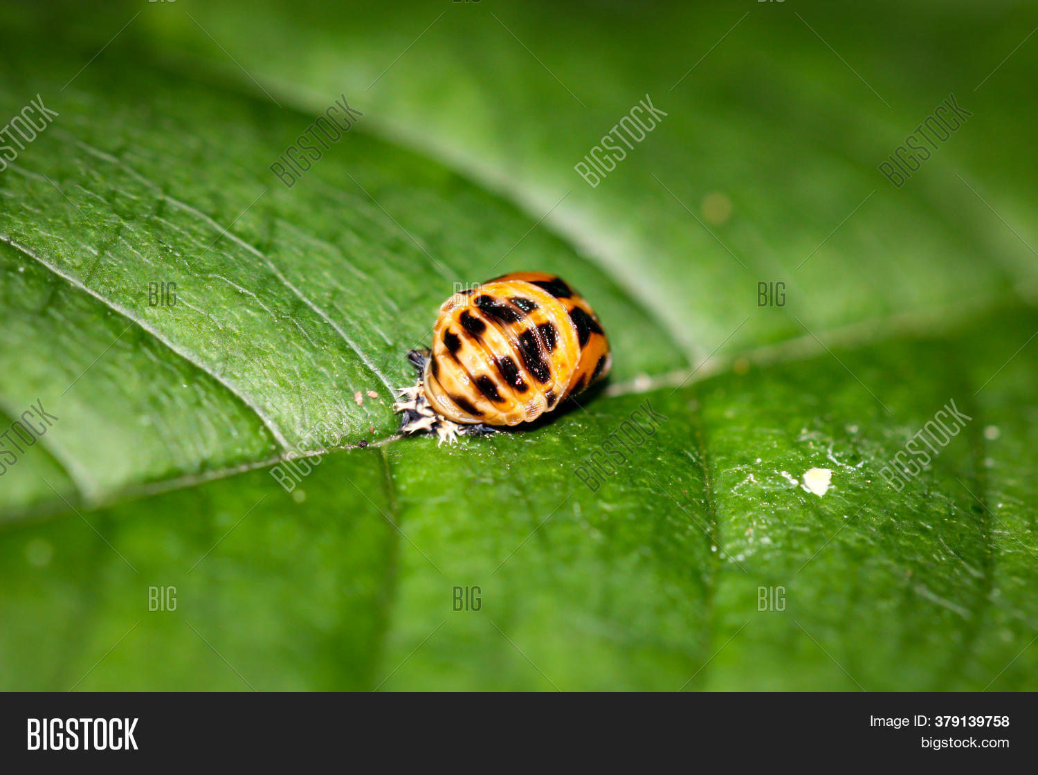 Close- Larva Ladybug, Image & Photo (Free Trial) | Bigstock