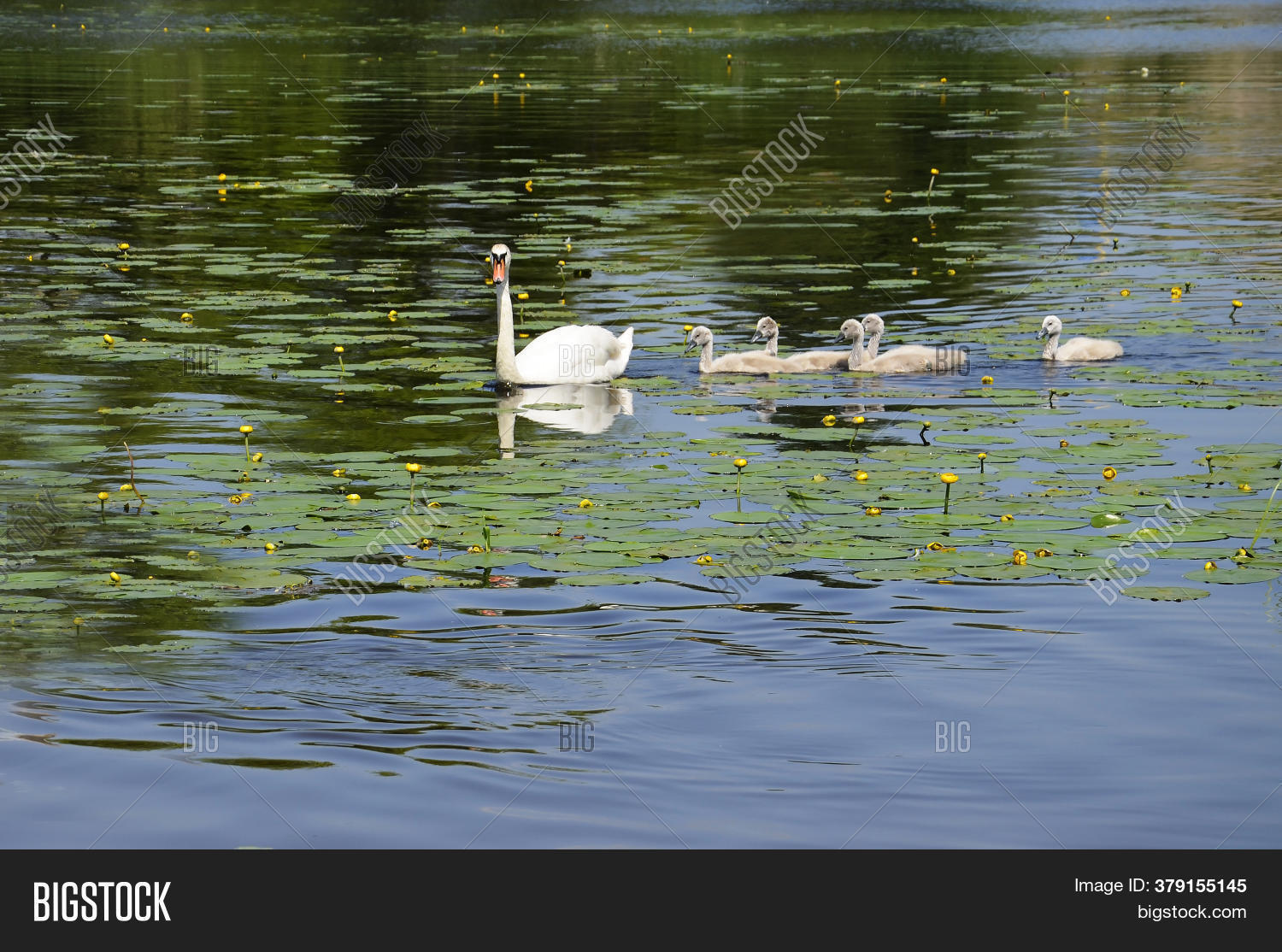 White Swan Swims Small Image & Photo (Free Trial) | Bigstock