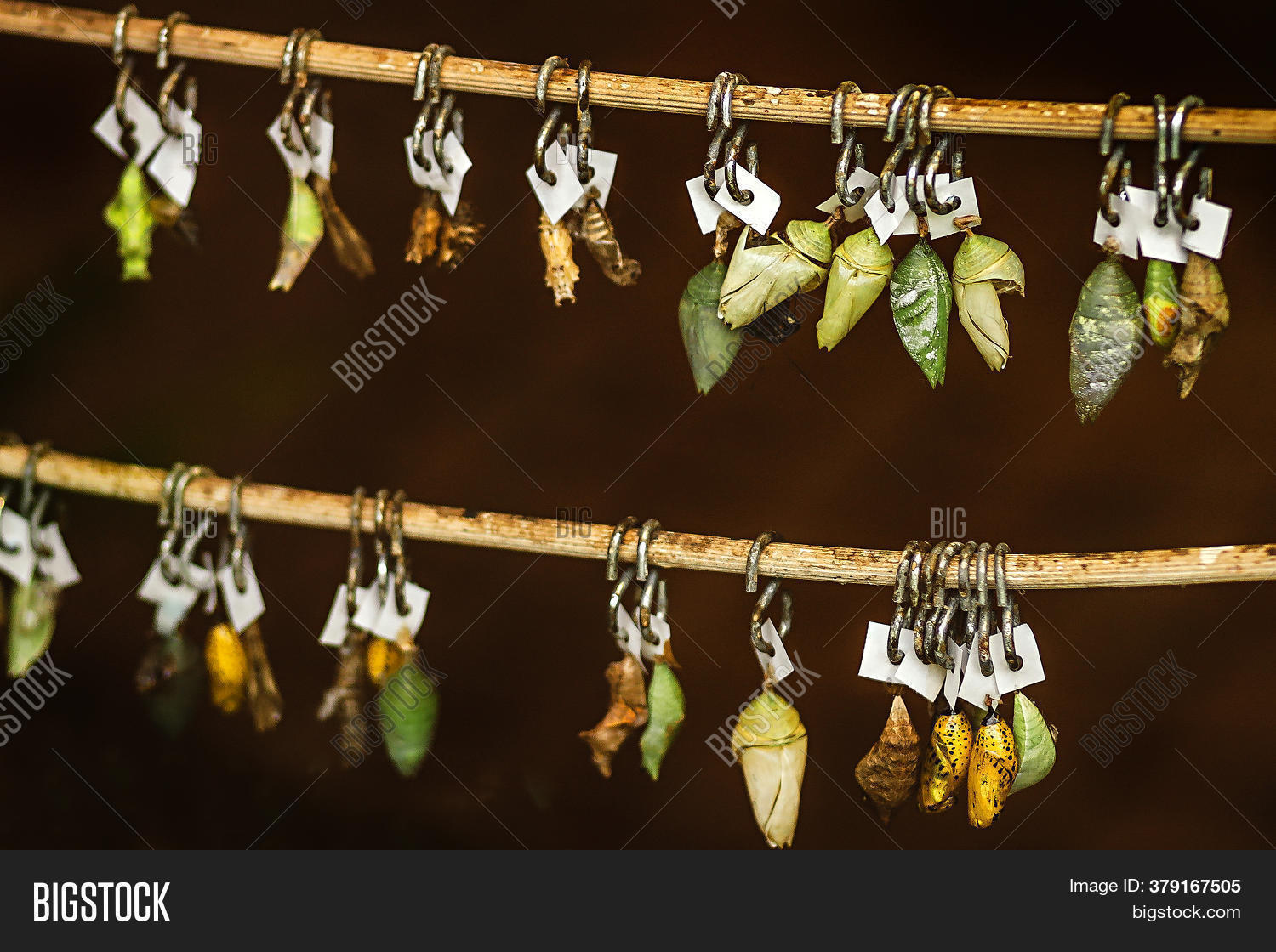 Butterfly Pupae Hang Image & Photo (Free Trial) | Bigstock