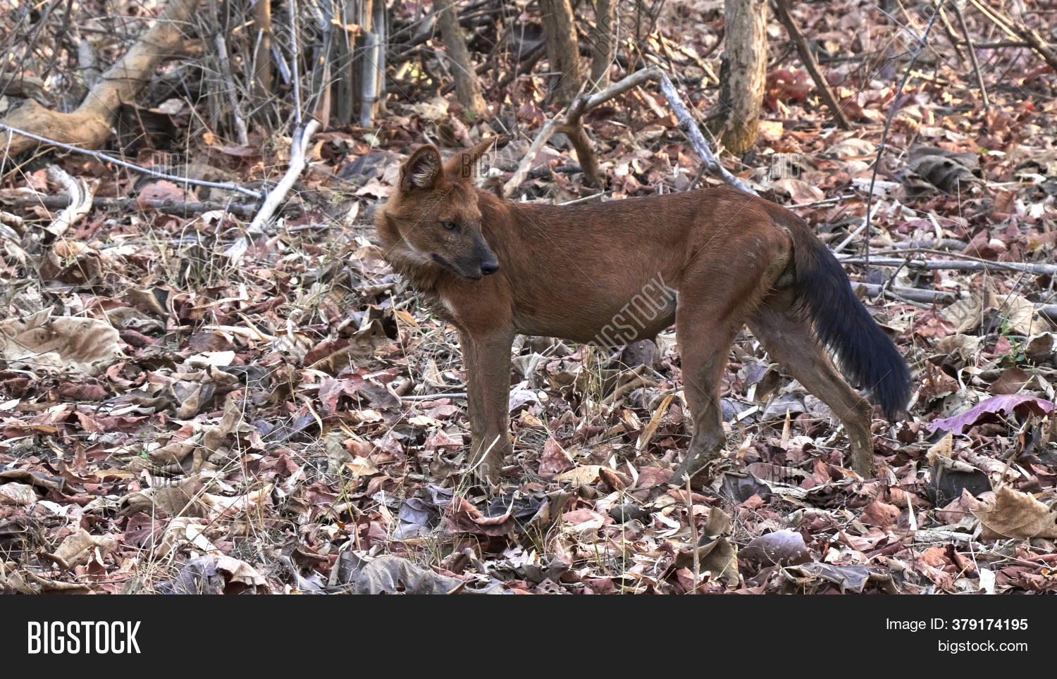 Side View Male Dhole Image & Photo (Free Trial) | Bigstock