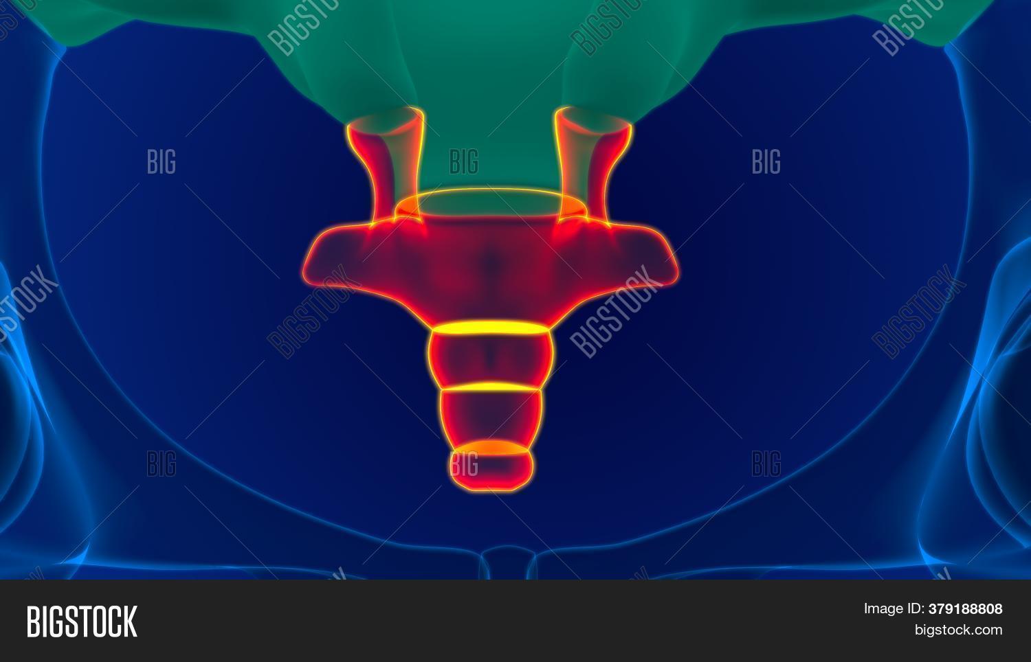 Human Skeleton Image & Photo (Free Trial) | Bigstock
