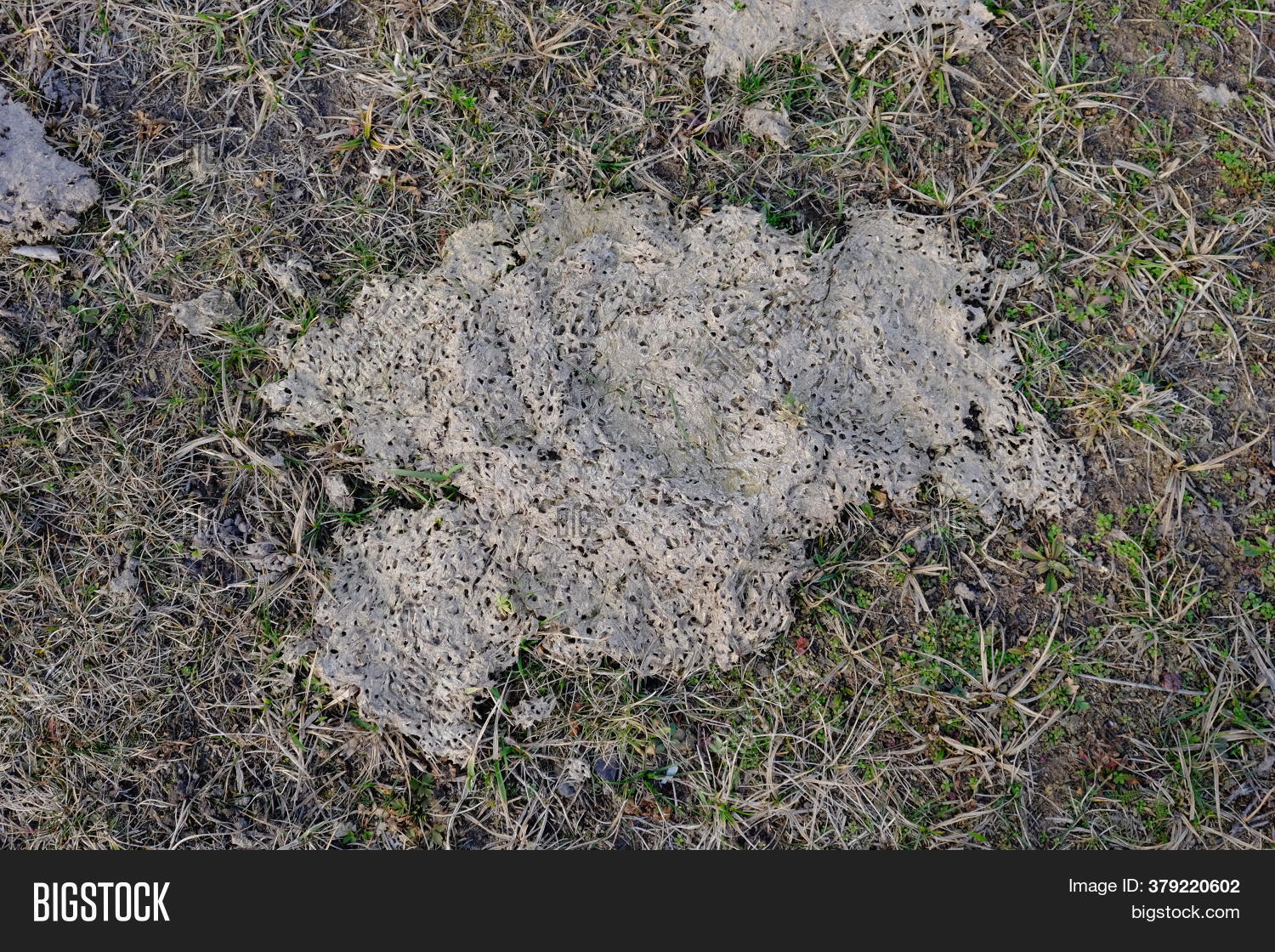 Dried Cow Dung Image & Photo (Free Trial) | Bigstock