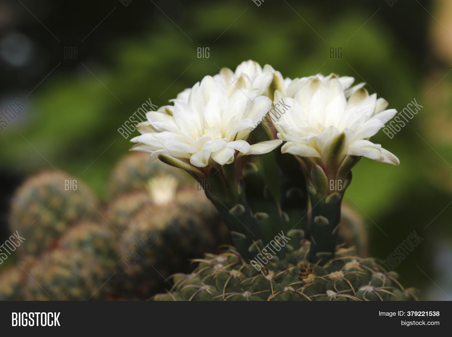 Blossomed Chin Cactus Image & Photo (Free Trial) | Bigstock