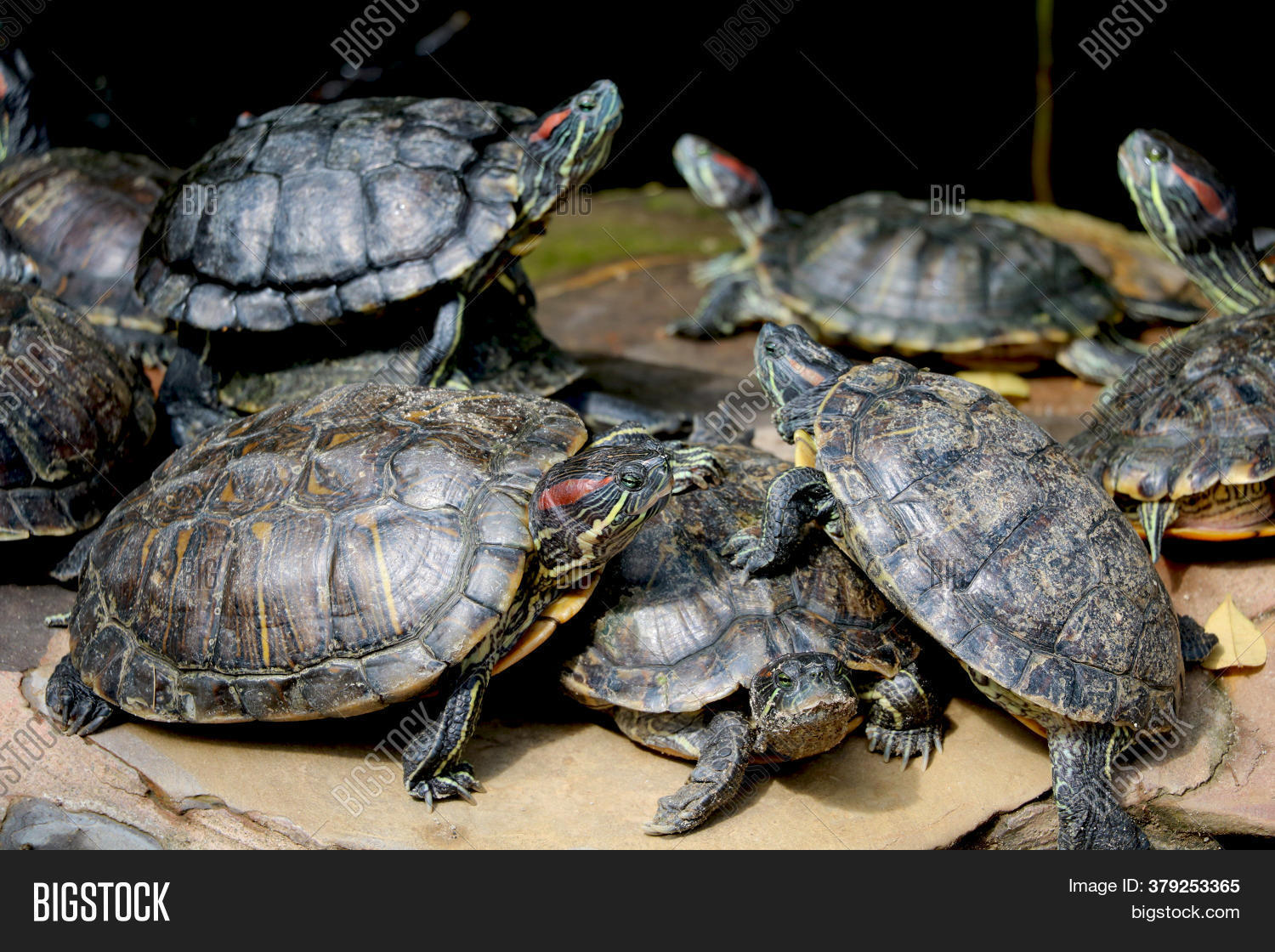 View Group Turtle Image & Photo (Free Trial) | Bigstock